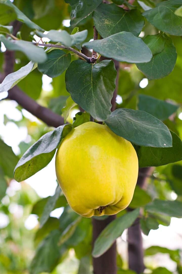 What is Quince Fruit - Spatula Desserts