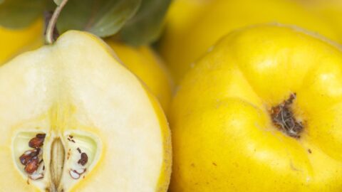 Quinces Meaning Quinceanera Retreat — Diocese Of New Ulm