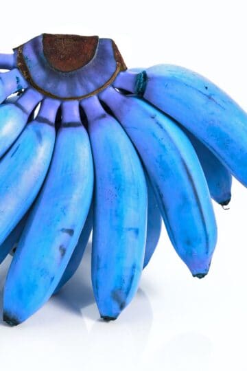 Top 25 Best Blue Fruits - Spatula Desserts