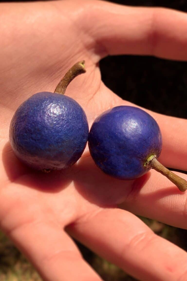 Top 25 Best Blue Fruits - Spatula Desserts