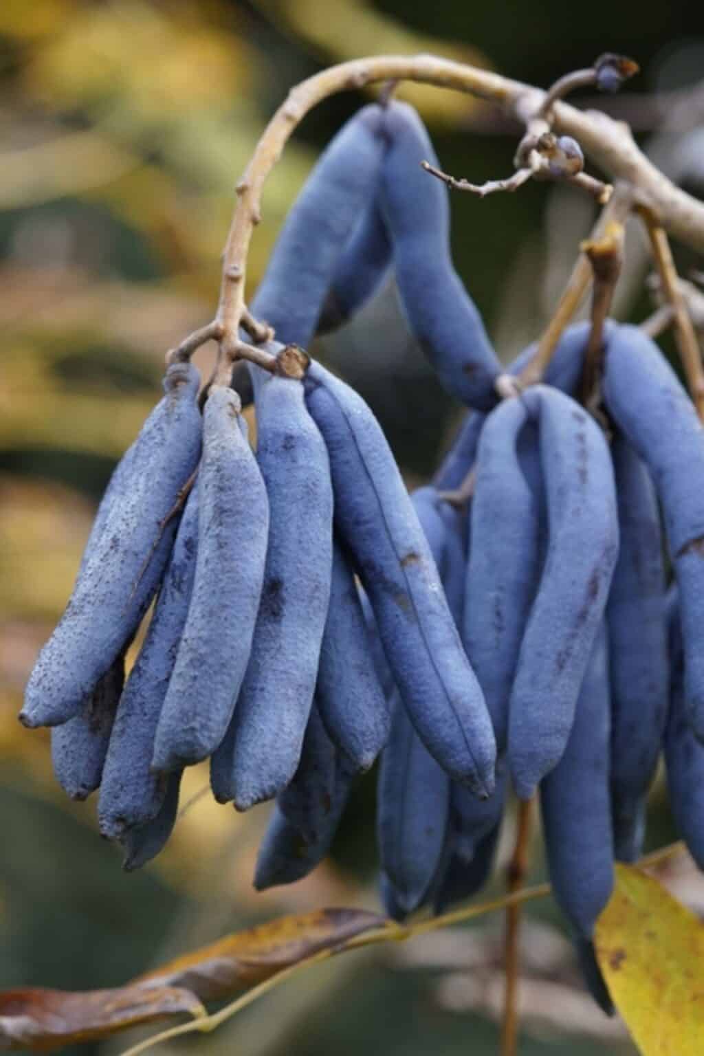 Top 25 Best Blue Fruits - Spatula Desserts