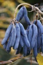Top 25 Best Blue Fruits - Spatula Desserts