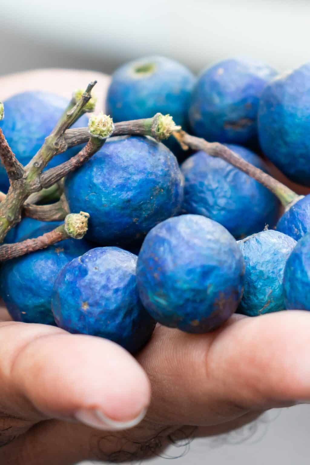 Top 25 Best Blue Fruits - Spatula Desserts