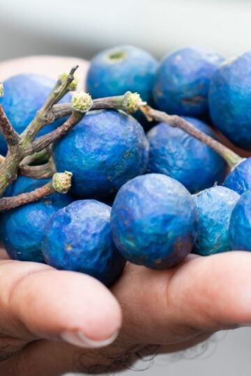 Top 25 Best Blue Fruits - Spatula Desserts