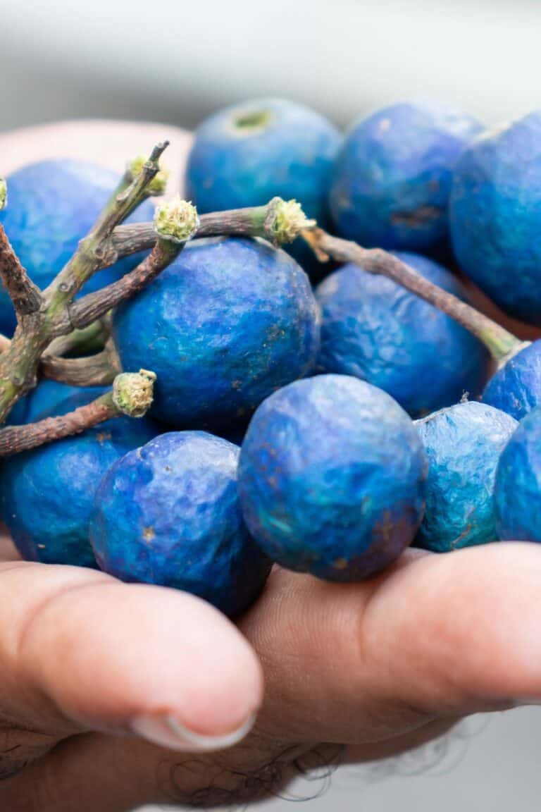 Top 25 Best Blue Fruits - Spatula Desserts