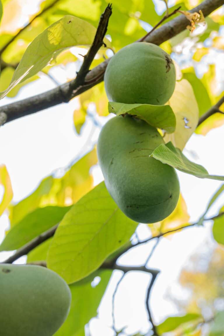 Top 30 Best Green Fruits - Spatula Desserts